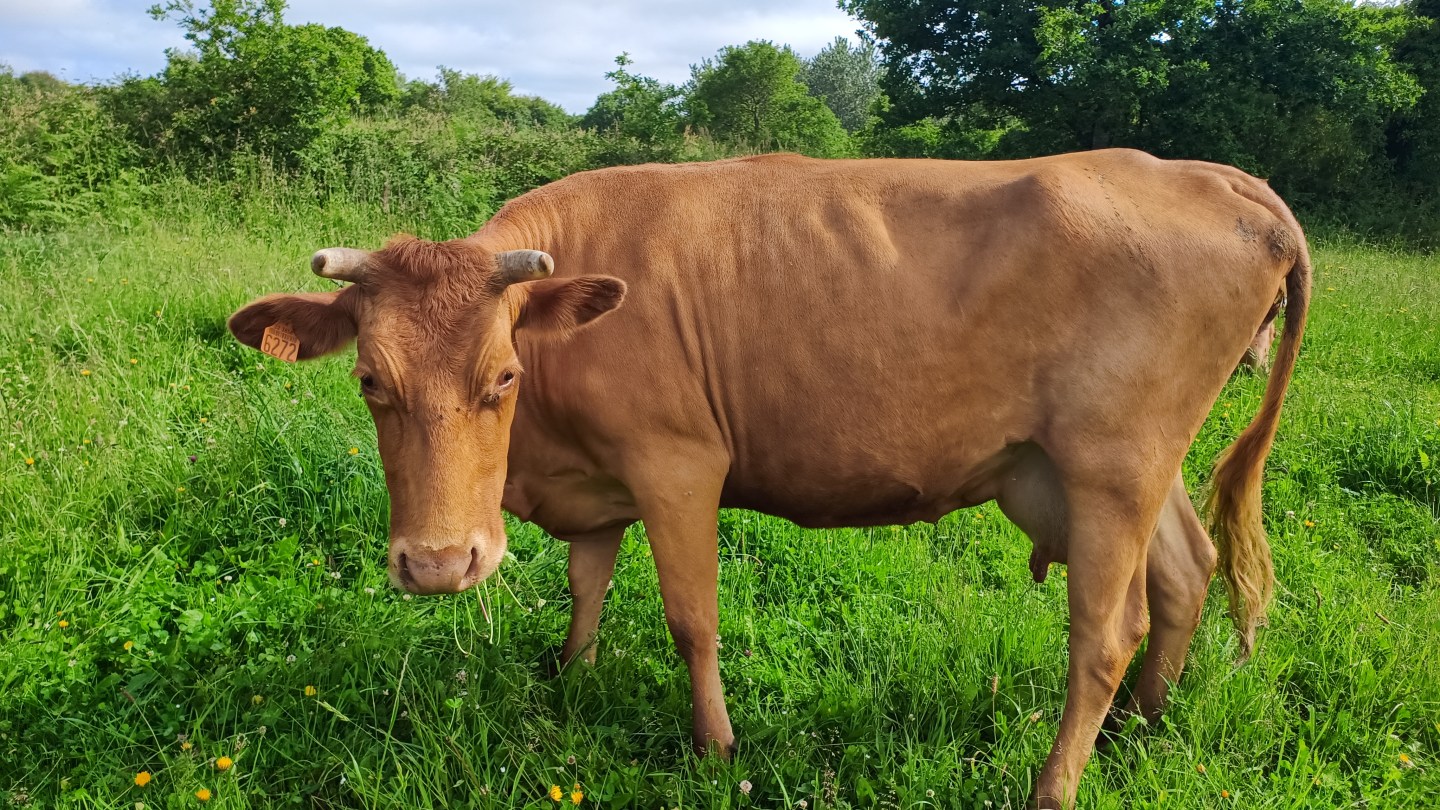 Couleur Froment : beurre d’exception à Maël-Pestivien – Où manger en ...